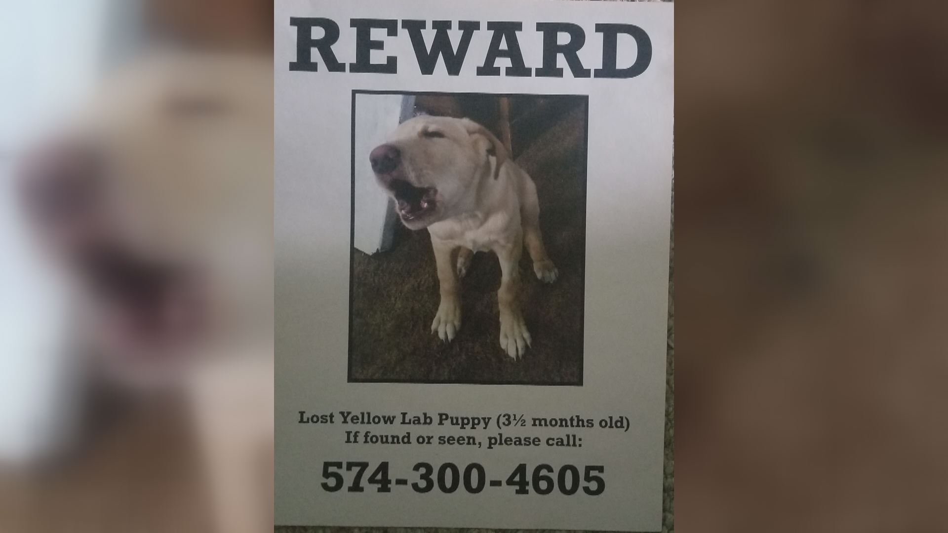 Found Dog Sign