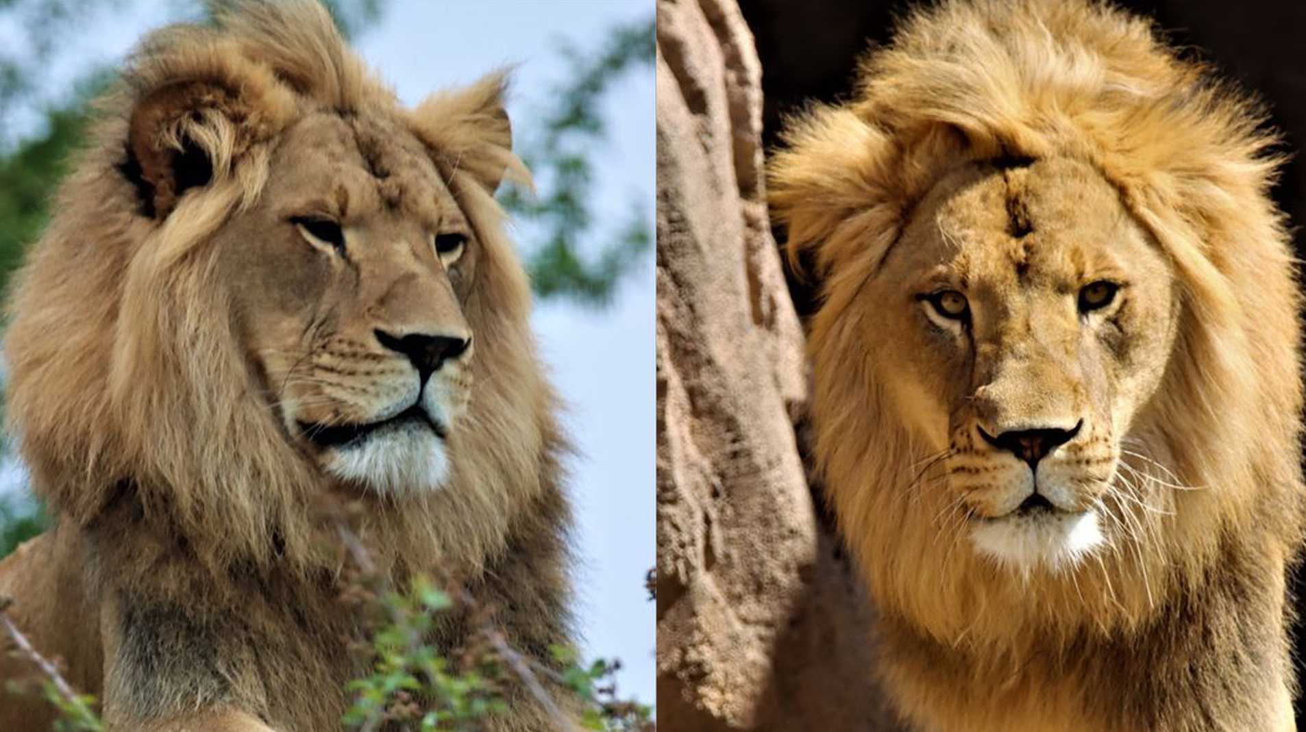 Male And Female Lion Pictures
