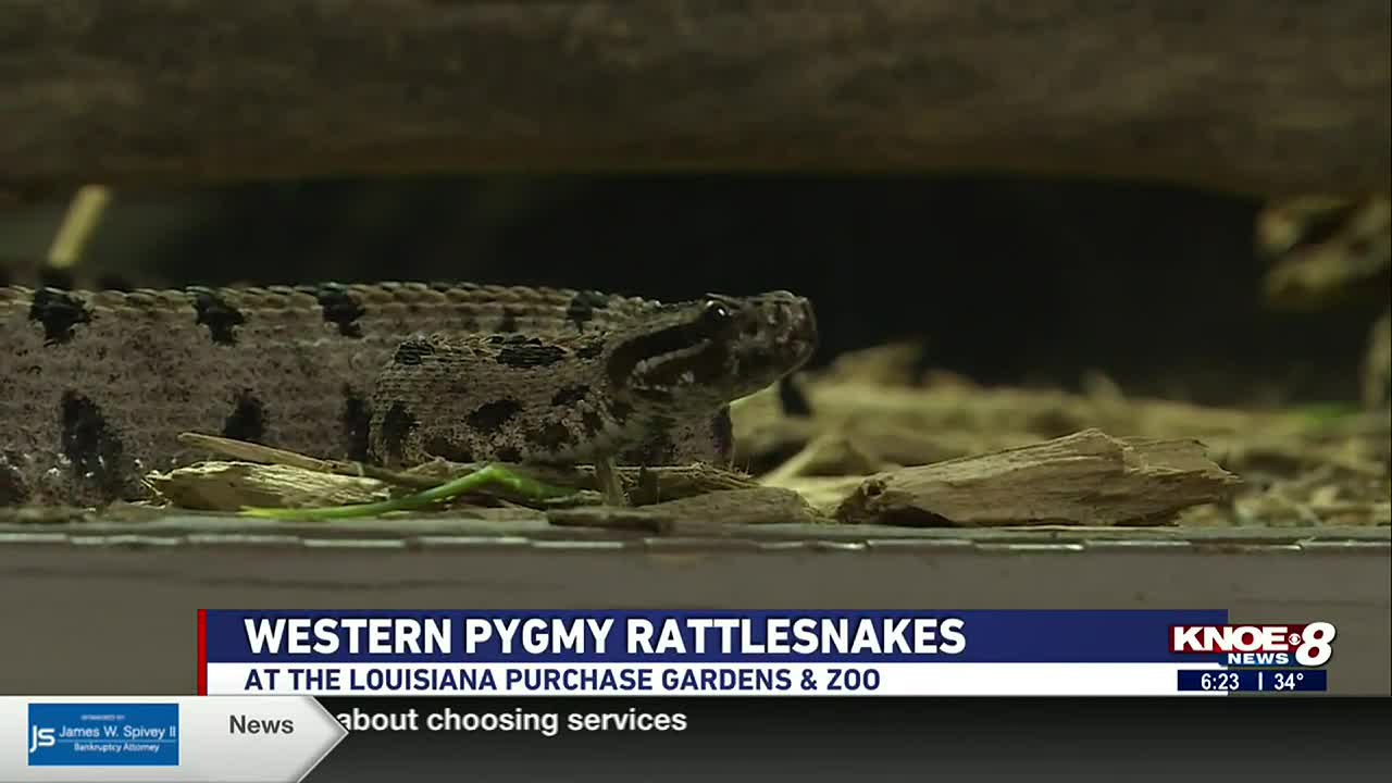 Louisiana Pygmy Rattlesnake