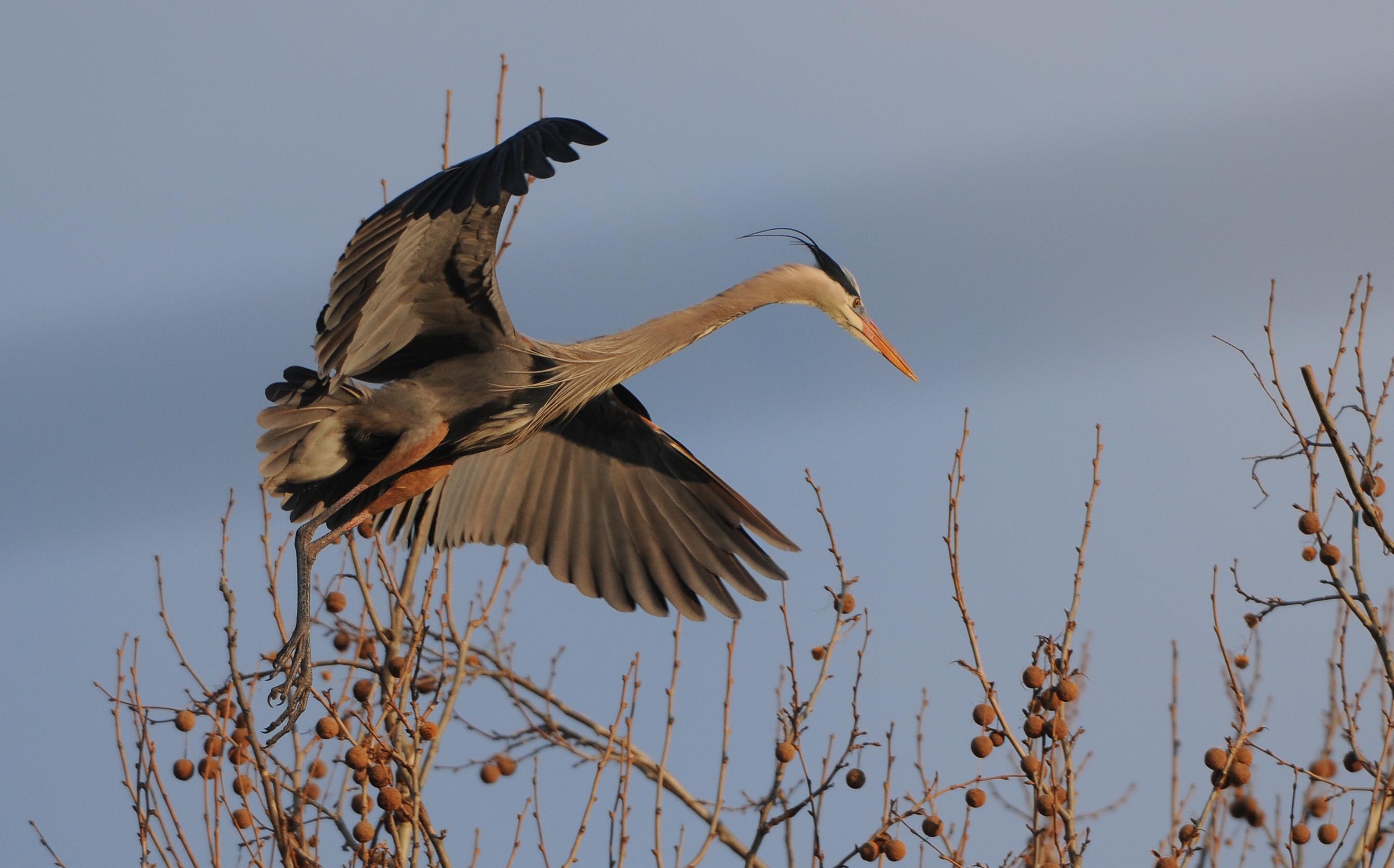 Heron returns Black & White Photography Art & Collectibles etna.com.pe