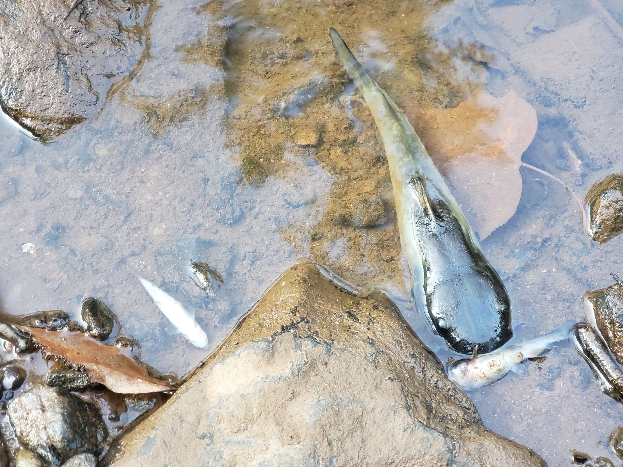 Tyger River Fishing