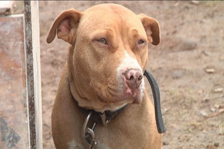Full Grown Pitbull