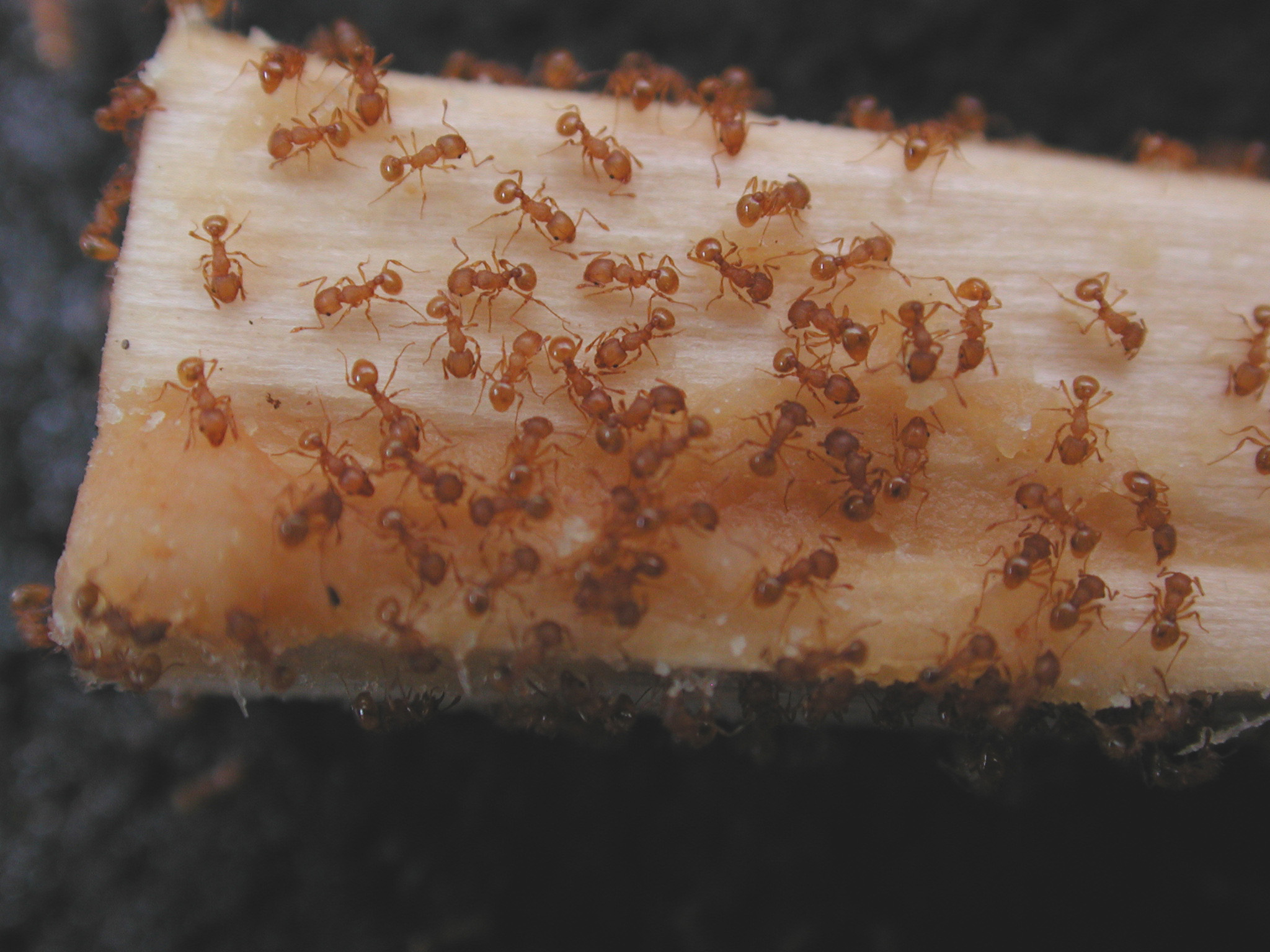 Baby Red Ants