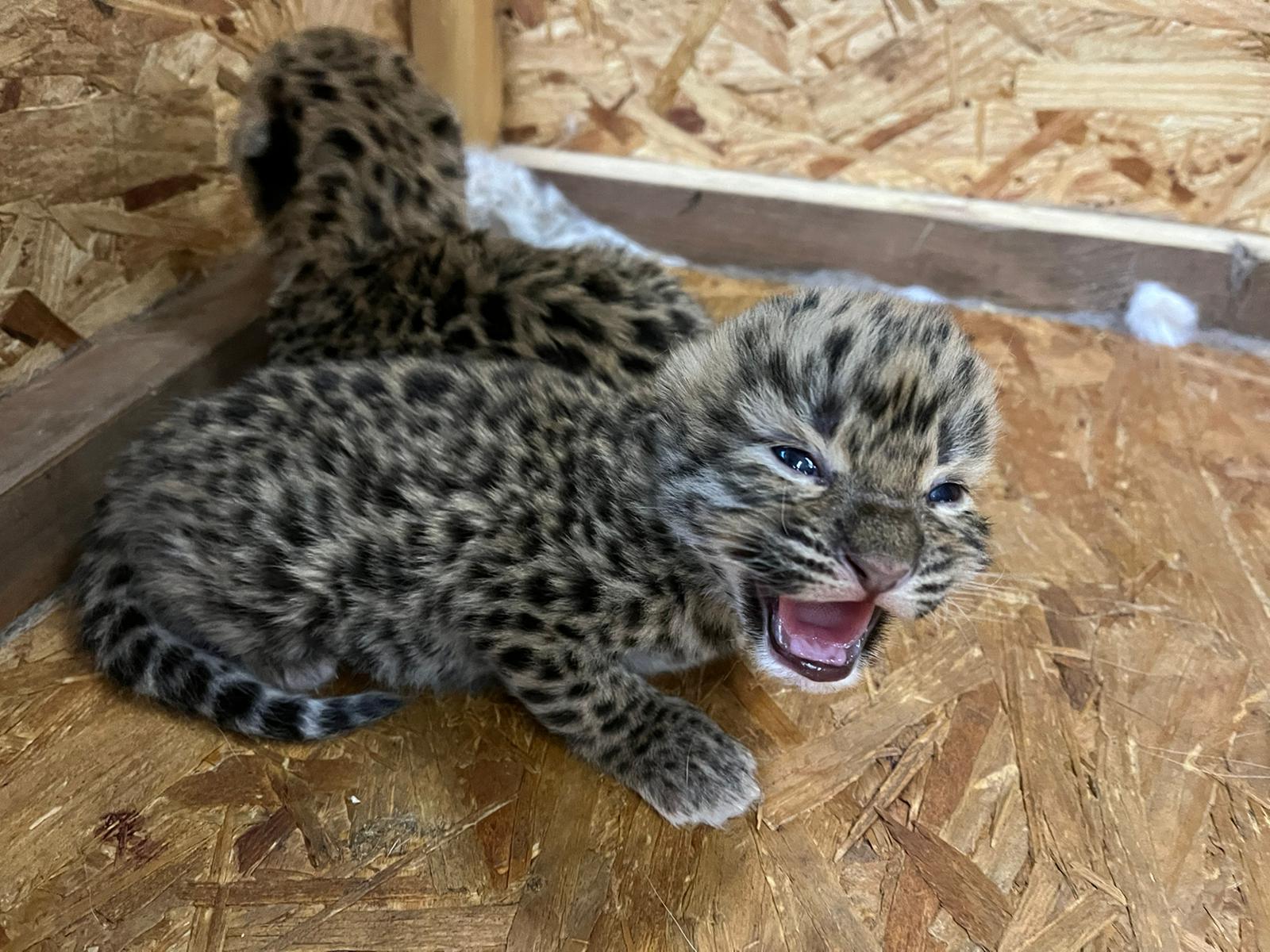 Newborn Leopard Cubs