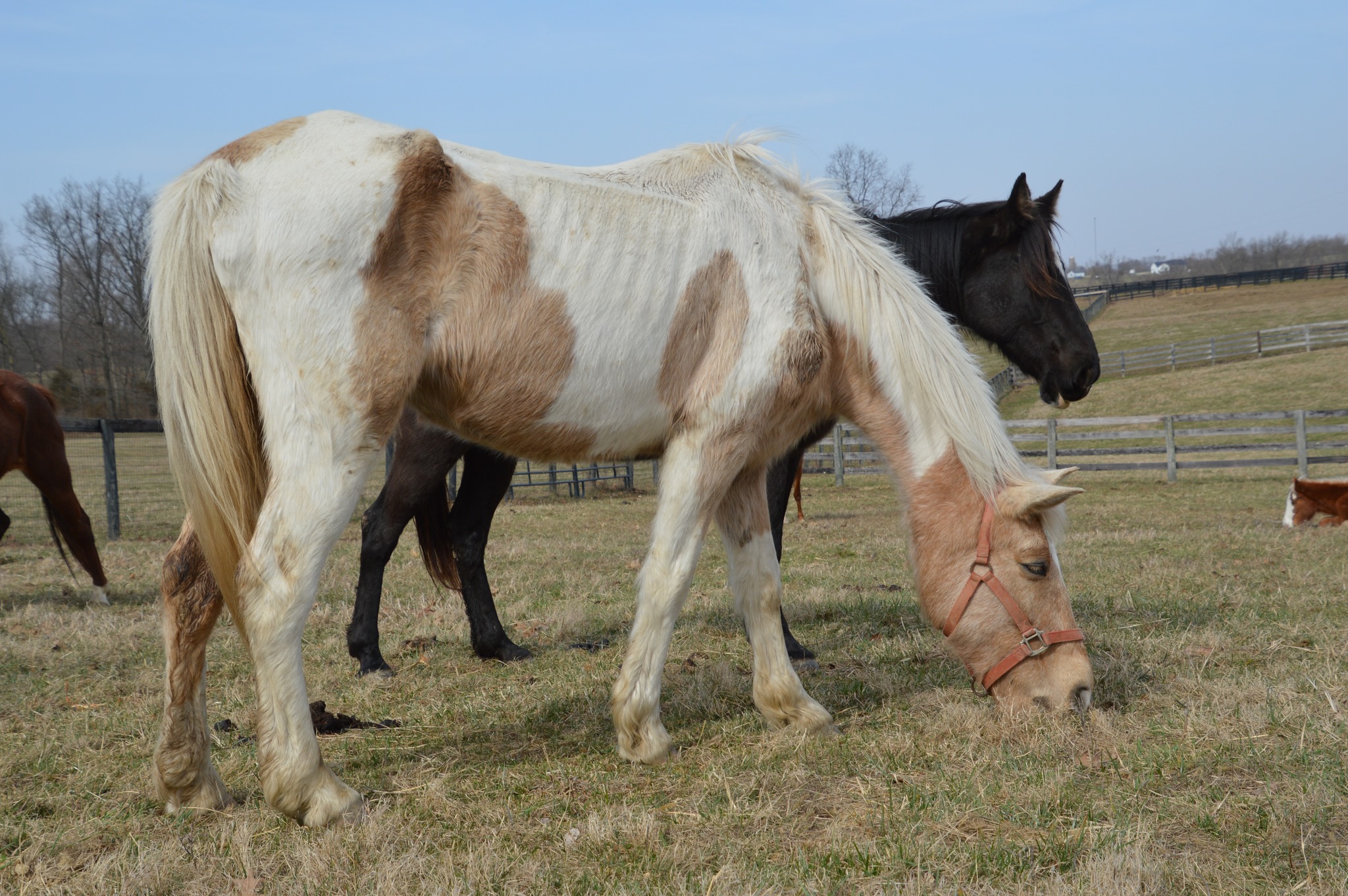 Humane Society Horses