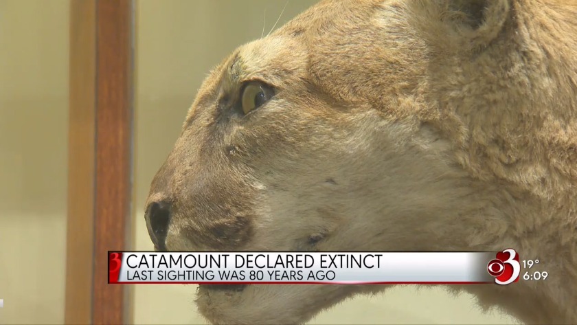 What Is A Catamount Animal