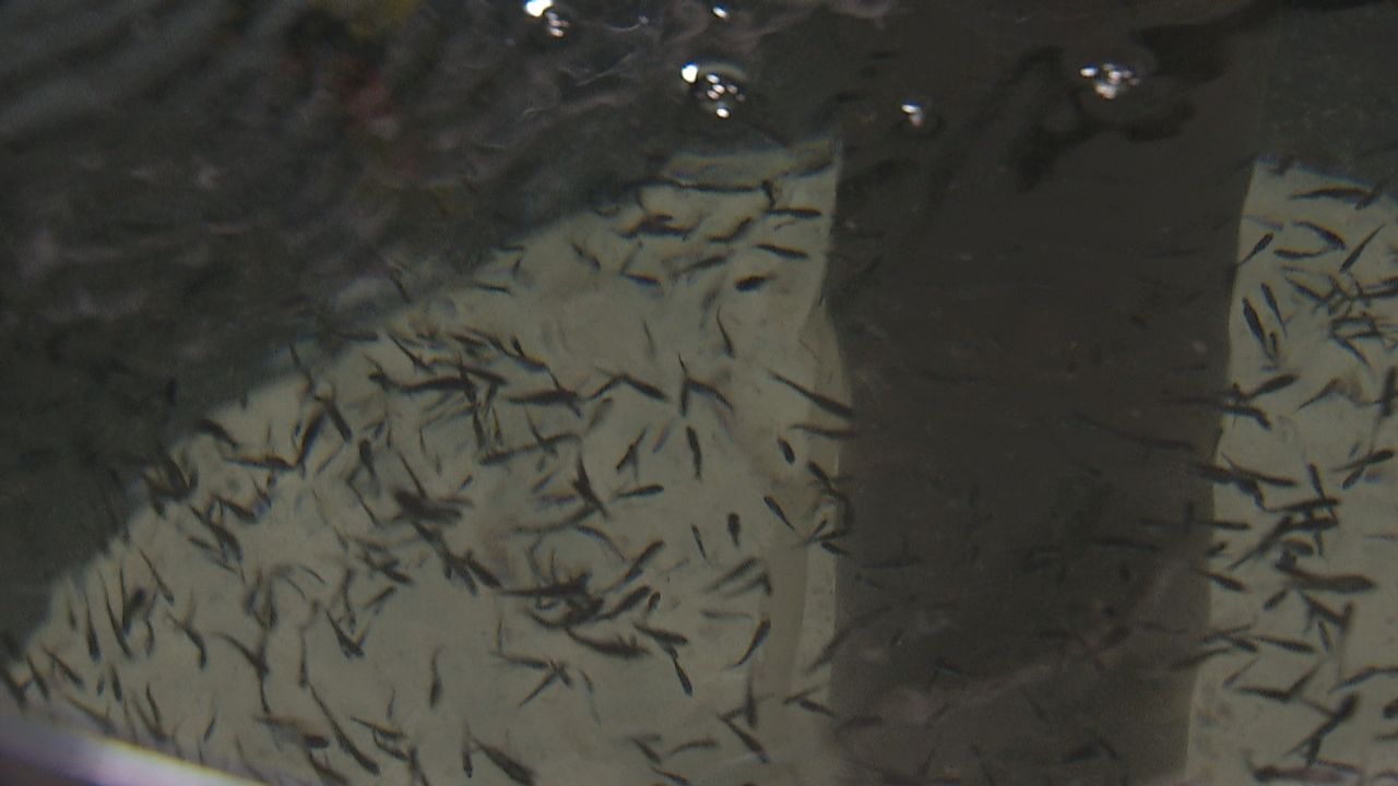 Summerville Fish Hatchery Fish Food