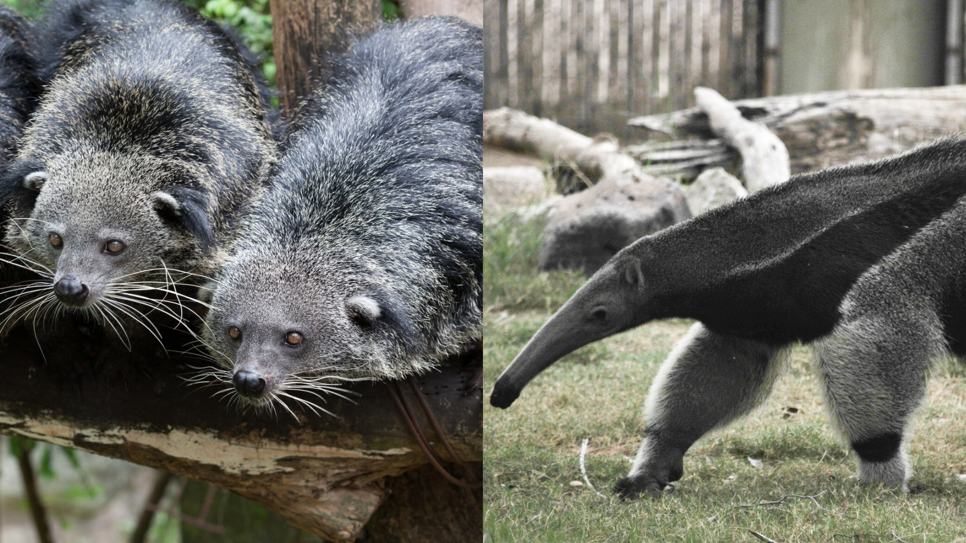 Top Cat Anteater
