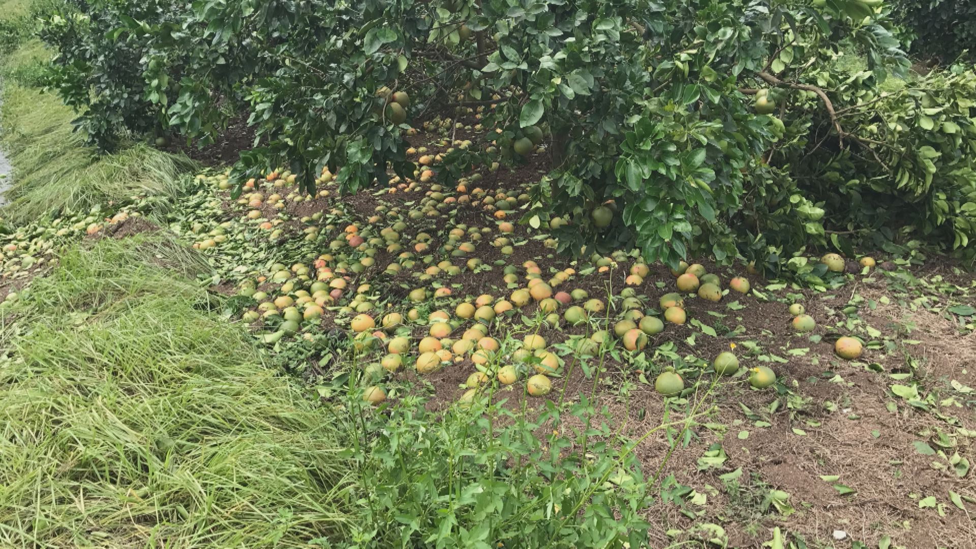 Florida Crops Destroyed Hurricane Milton's Aftermath, Damage Across