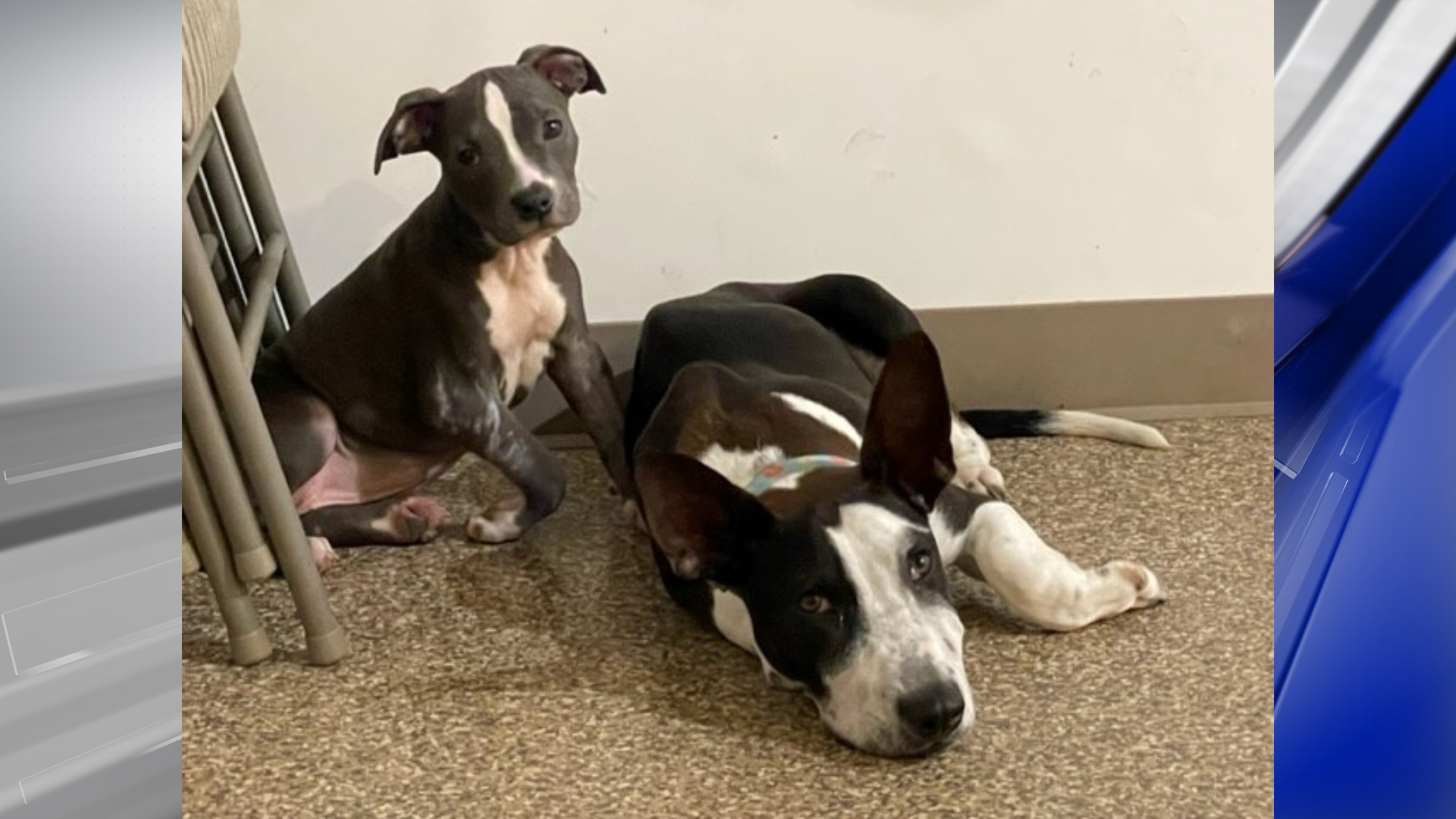 Italian Greyhound Pitbull Mix