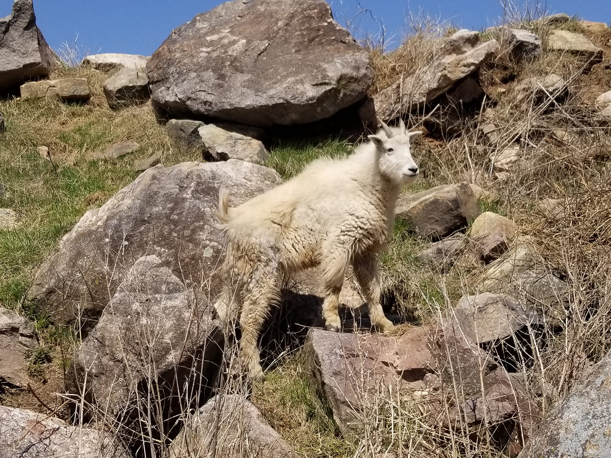 Goat Man In Wisconsin