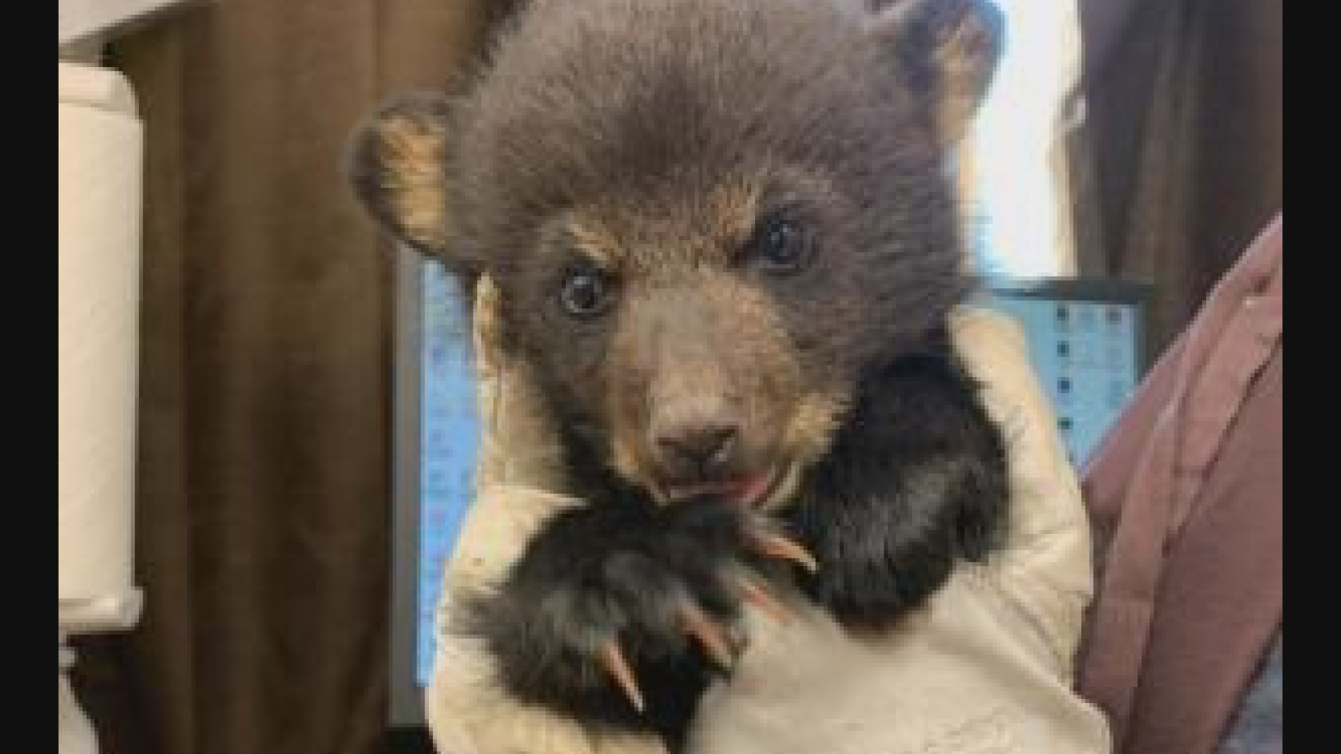 Pet Baby Bear