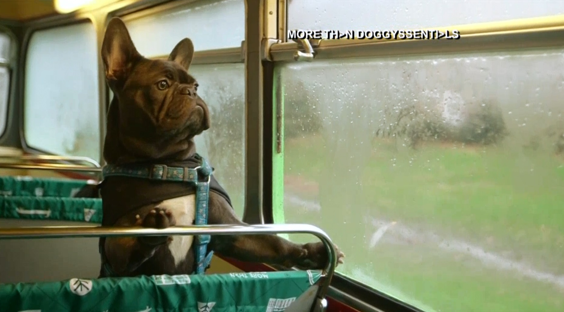 Can You Take Dogs On The Bus In London