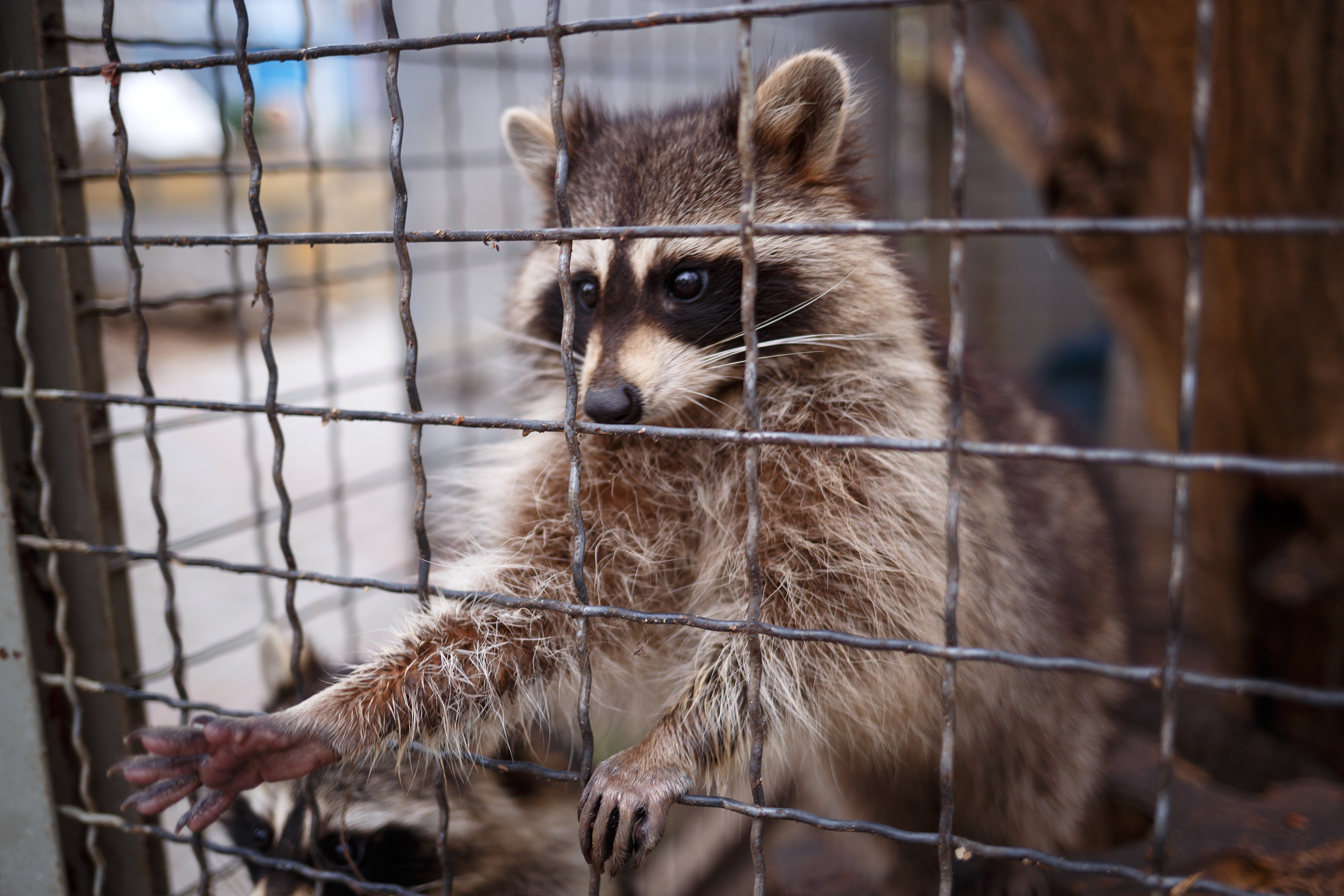 Mapache Con Rabia Emiten Alerta En Miami Por Hallazgo De Mapaches Con