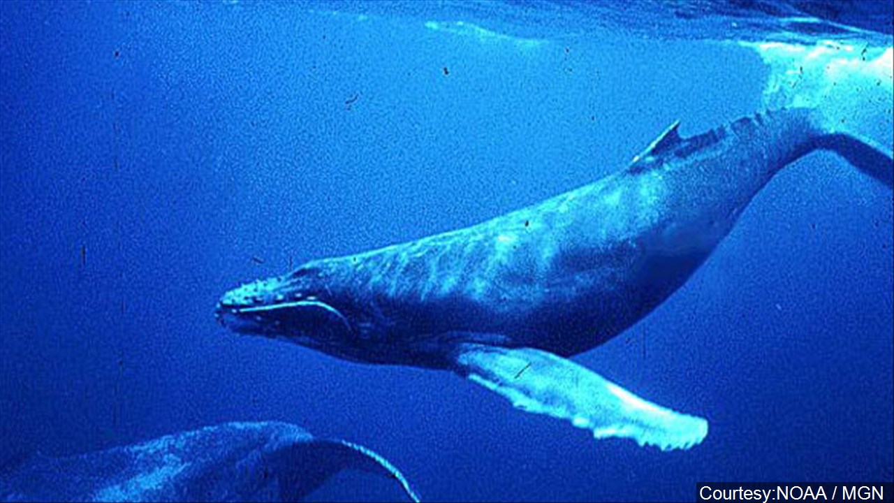 The Whale’s Embrace: A Remarkable Act of Protection and Compassion ...