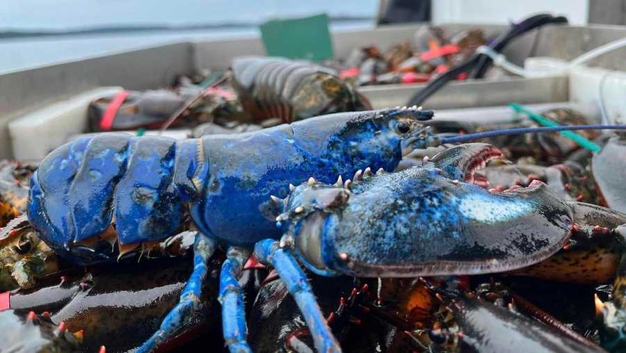 Rare Blue Lobster Rare Blue Lobster Caught Off Coast Of Maine