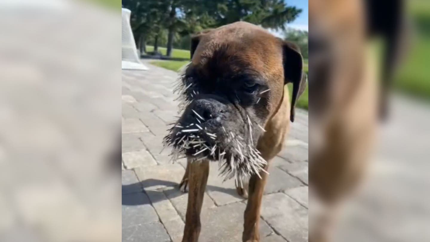 Púas De Puercoespín En Los Perros