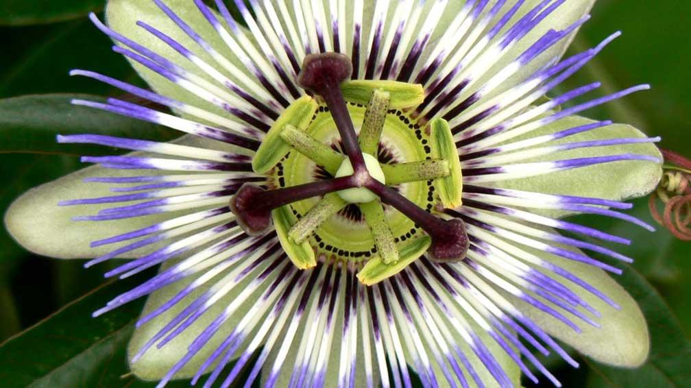 Puede Que Aparezca La Flor De La Pasión En Florida