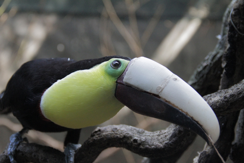 Prótesis permite al tucán Grecia alimentarse por sí solo | La Nación