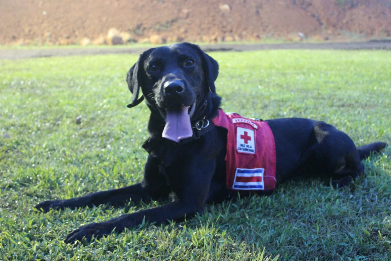 Murió Kurt, el perro rescatista de la Cruz Roja con olfato prodigioso ...