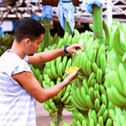 Bananera evade precio fijado | La Nación
