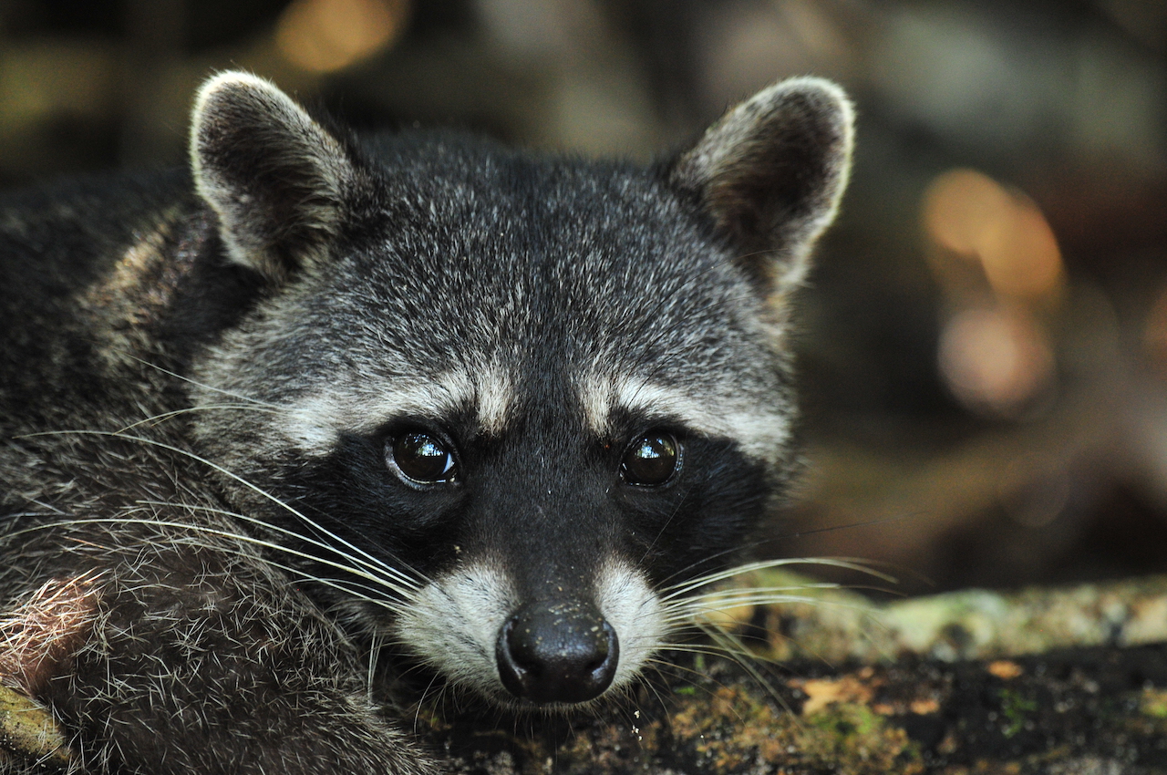 Controle a los mapaches que llegan a su casa o comunidad sin hacerles ...