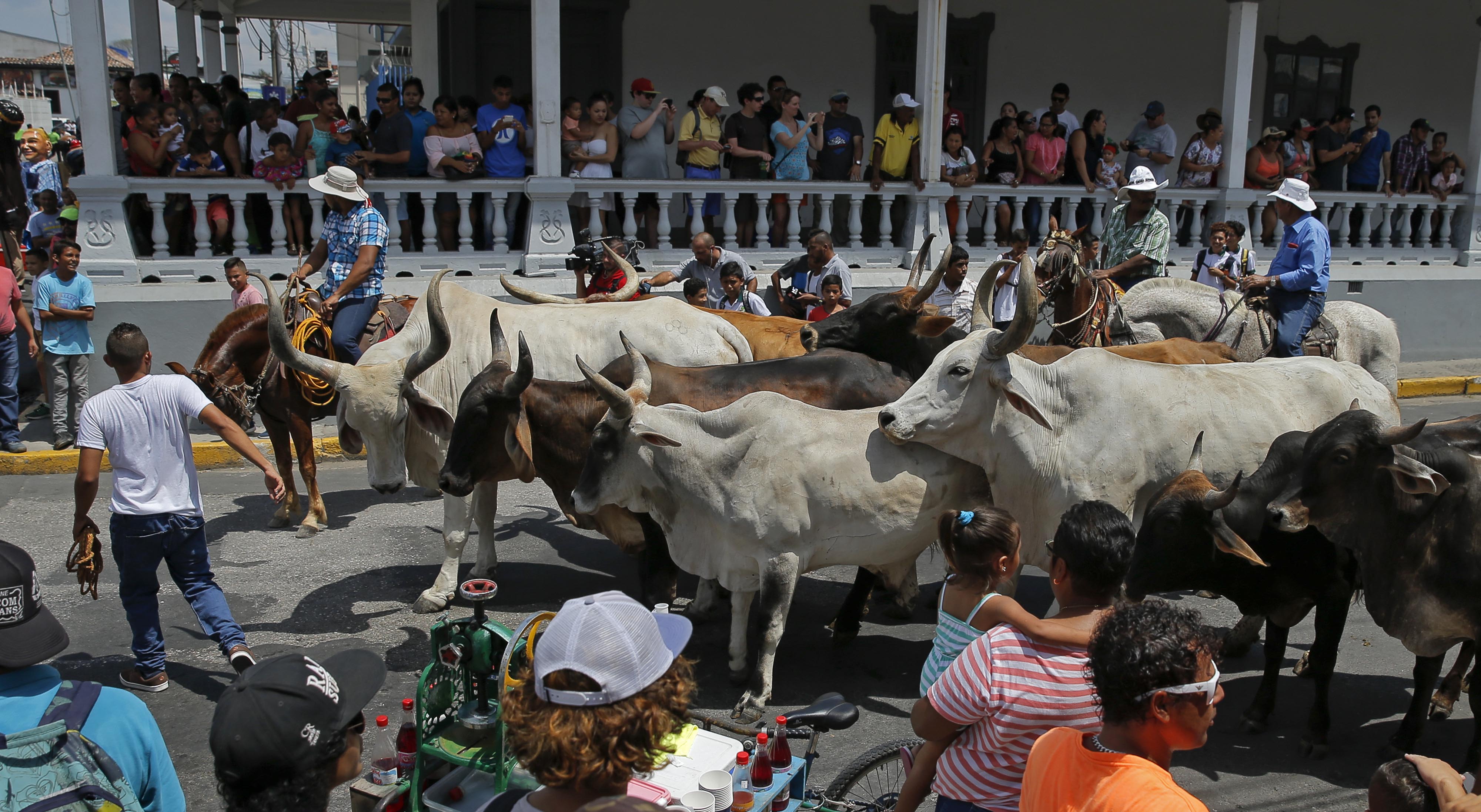 Tope de Toros de Liberia será declarado Patrimonio Cultural Inmaterial ...