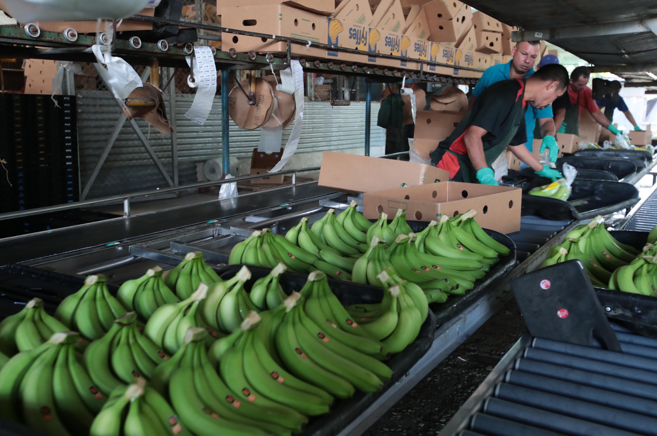 Industria bananera de Costa Rica exige mejores precios a los mercados ...