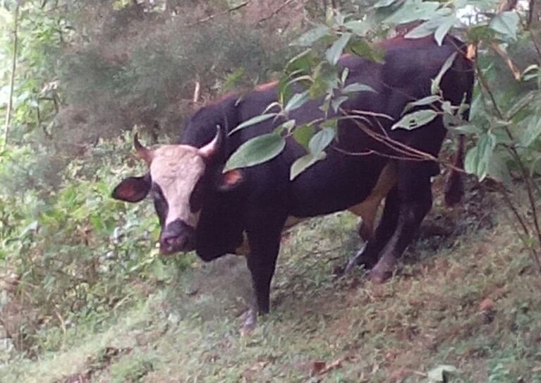 Toro 'loco' hace destrozos en casa de León Cortés | La Teja