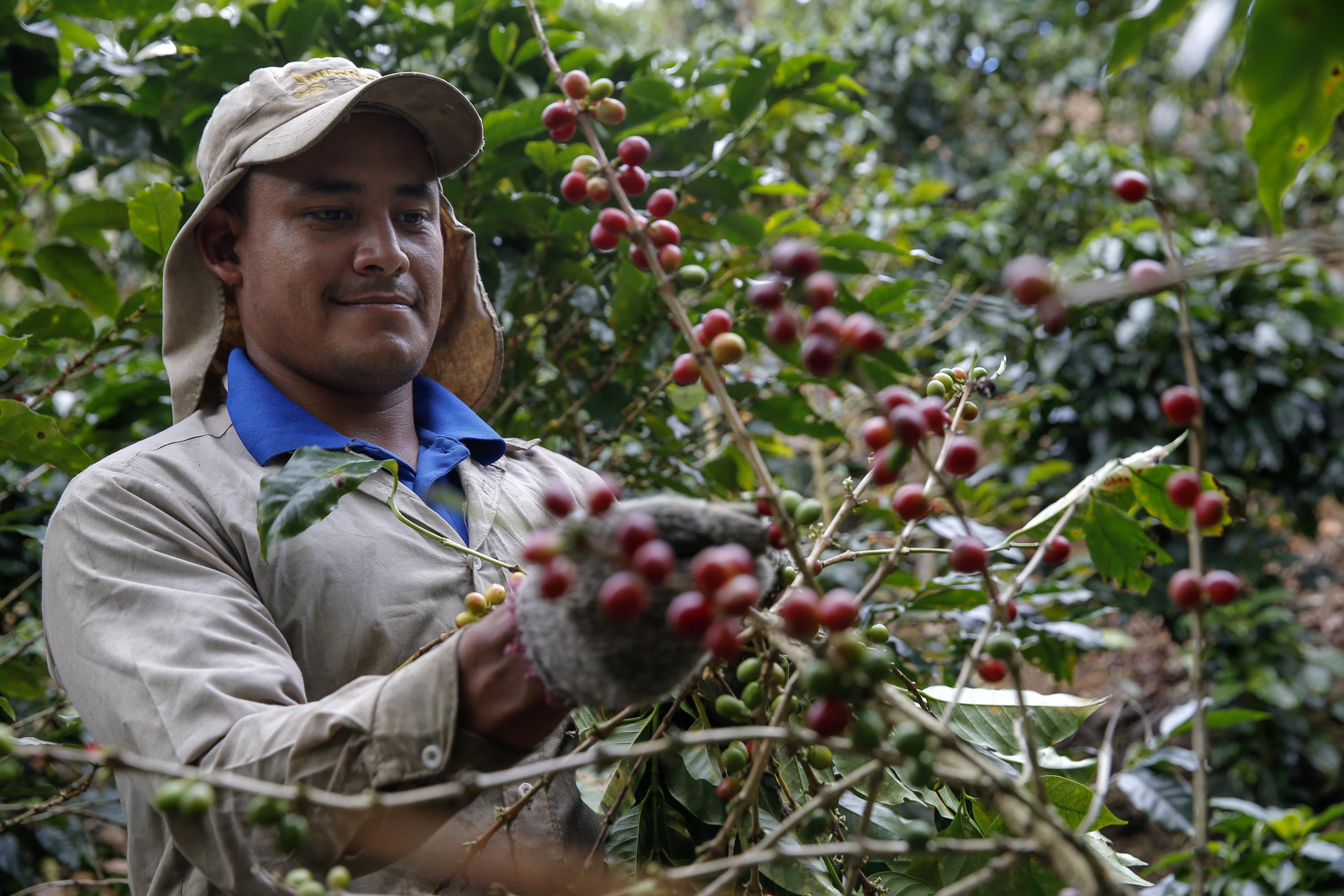 Cosecha de café subirá casi un 12% en este periodo de recolección | La ...