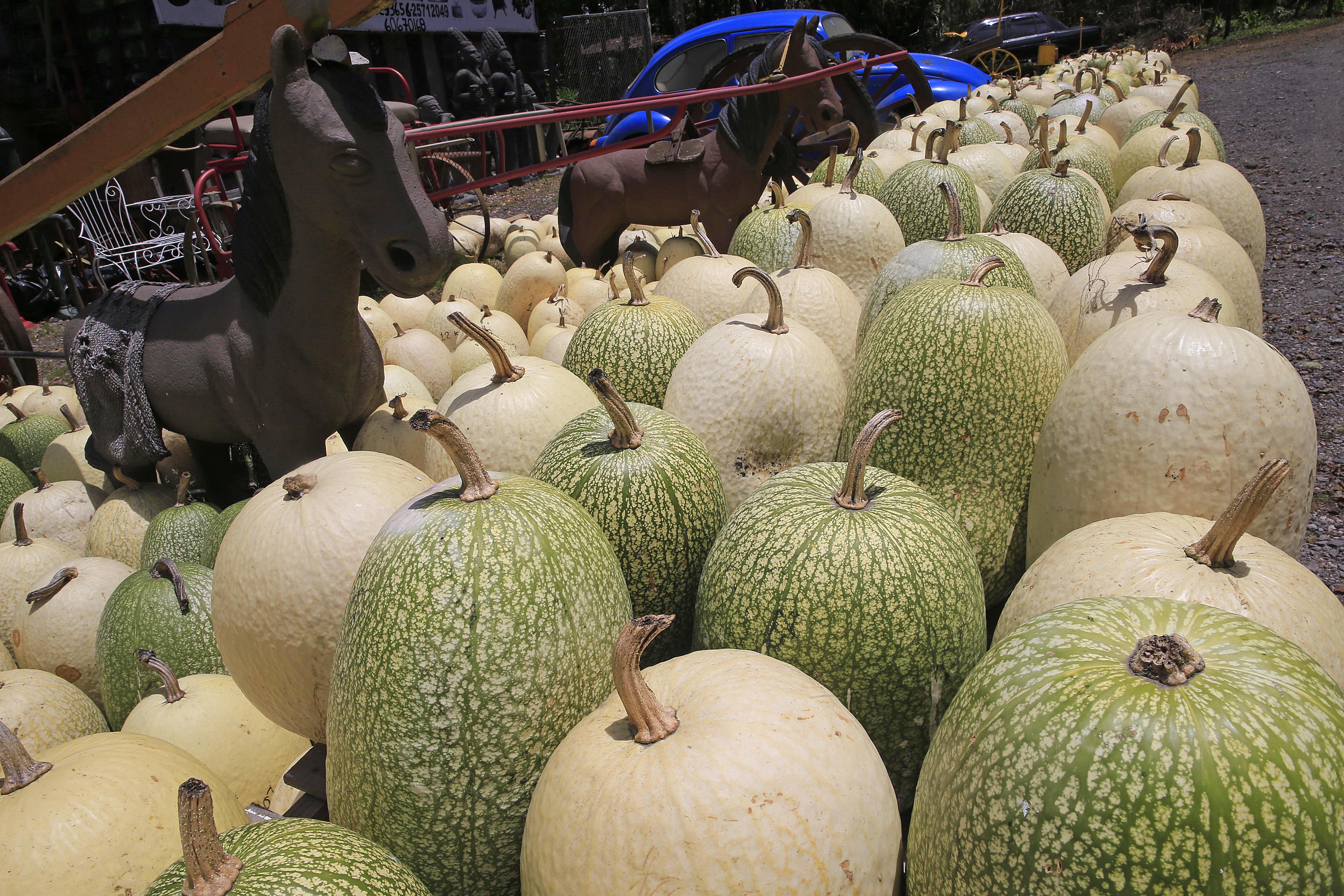 Si va a hacer miel de chiverre en Semana Santa, ¡no bote las semillas ...