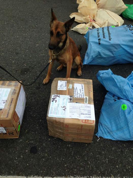 Perros descubren cocaína en termos que iban para Irlanda | La Nación