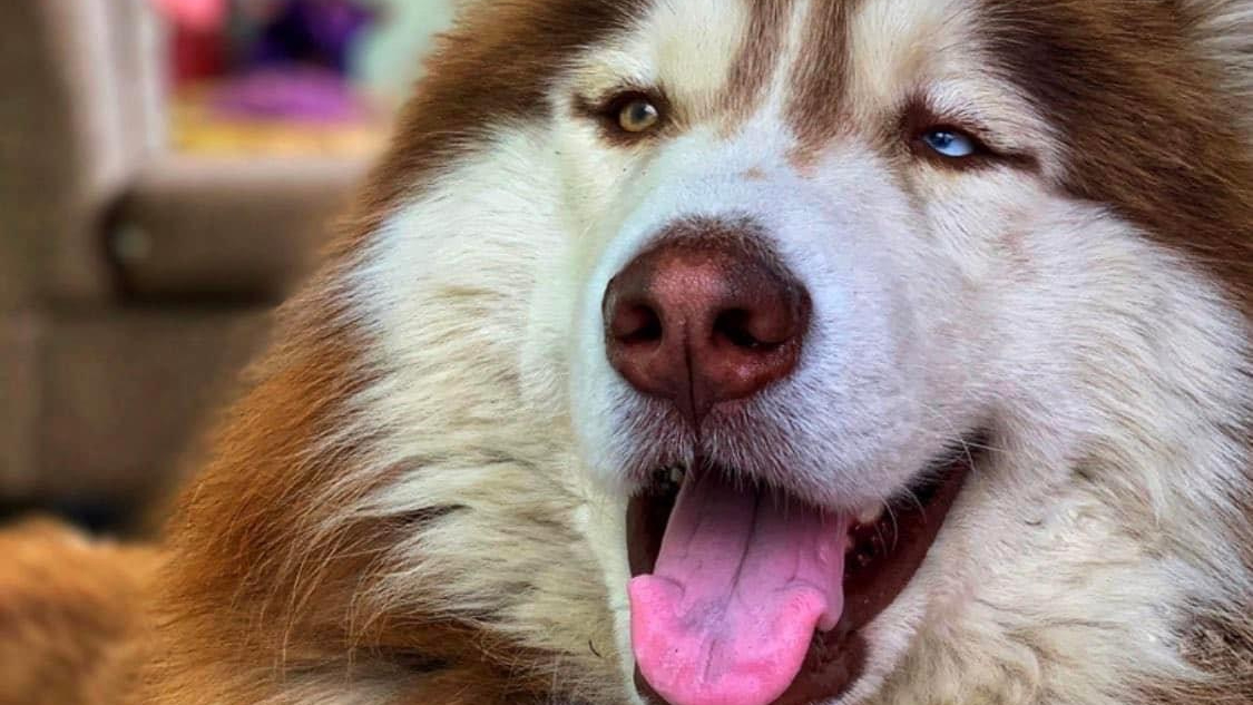 Familia ofrece recompensa por recuperar a Thor | La Teja
