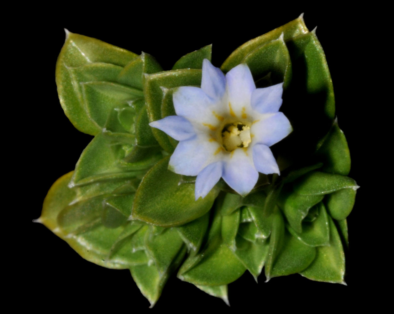 Científicos ticos descubren una nueva especie de planta en el cerro ...
