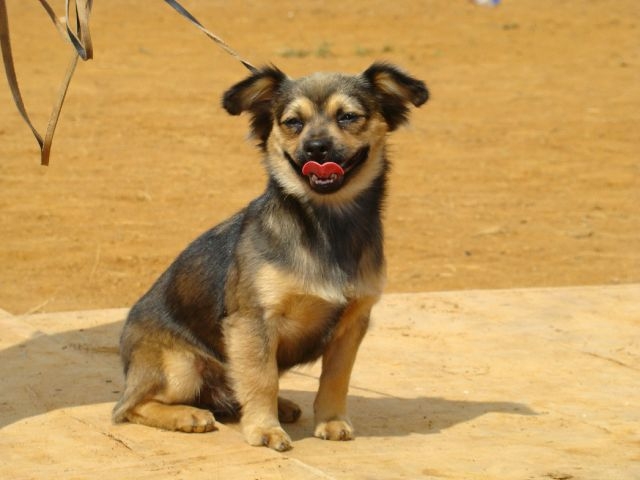 ‘Zaguates’ son los perros preferidos por los ticos | La Nación