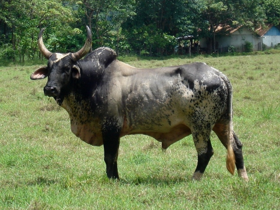 El Malacrianza tiene un descendiente que ya da de qué hablar | La Teja