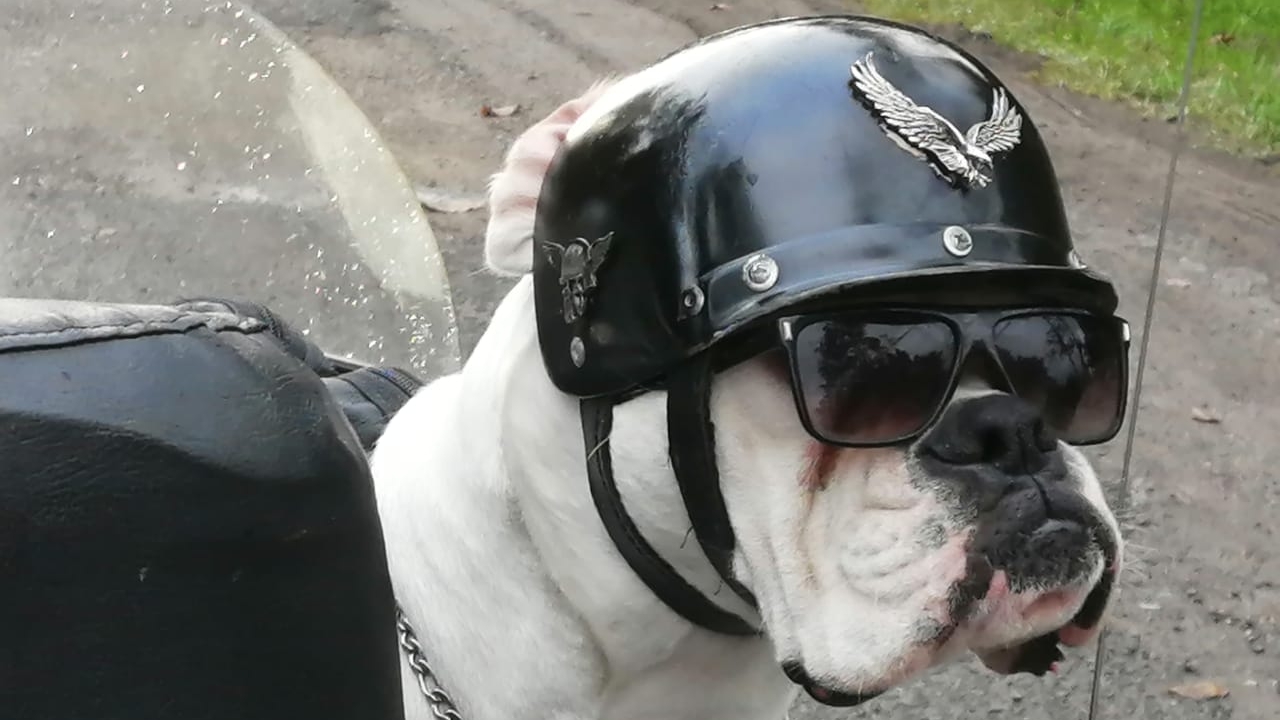 Rubén Blades hizo famoso al Perro Navaja de Cartago – La Teja