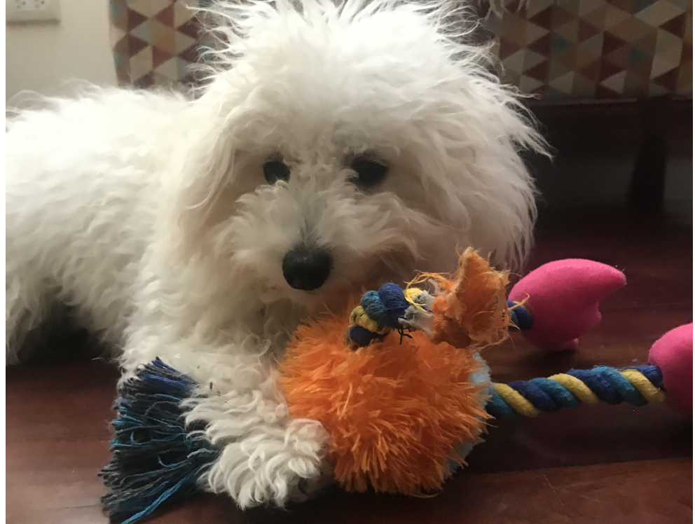 Nuestro perro, mucho más que un amigo | La Nación