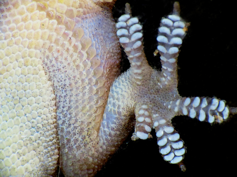 La invasión de los ‘geckos’ en Costa Rica | La Nación