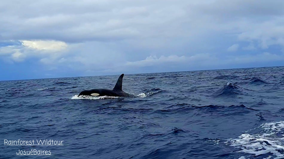 Guía turístico fotografió cercano encuentro con orcas en Corcovado ...