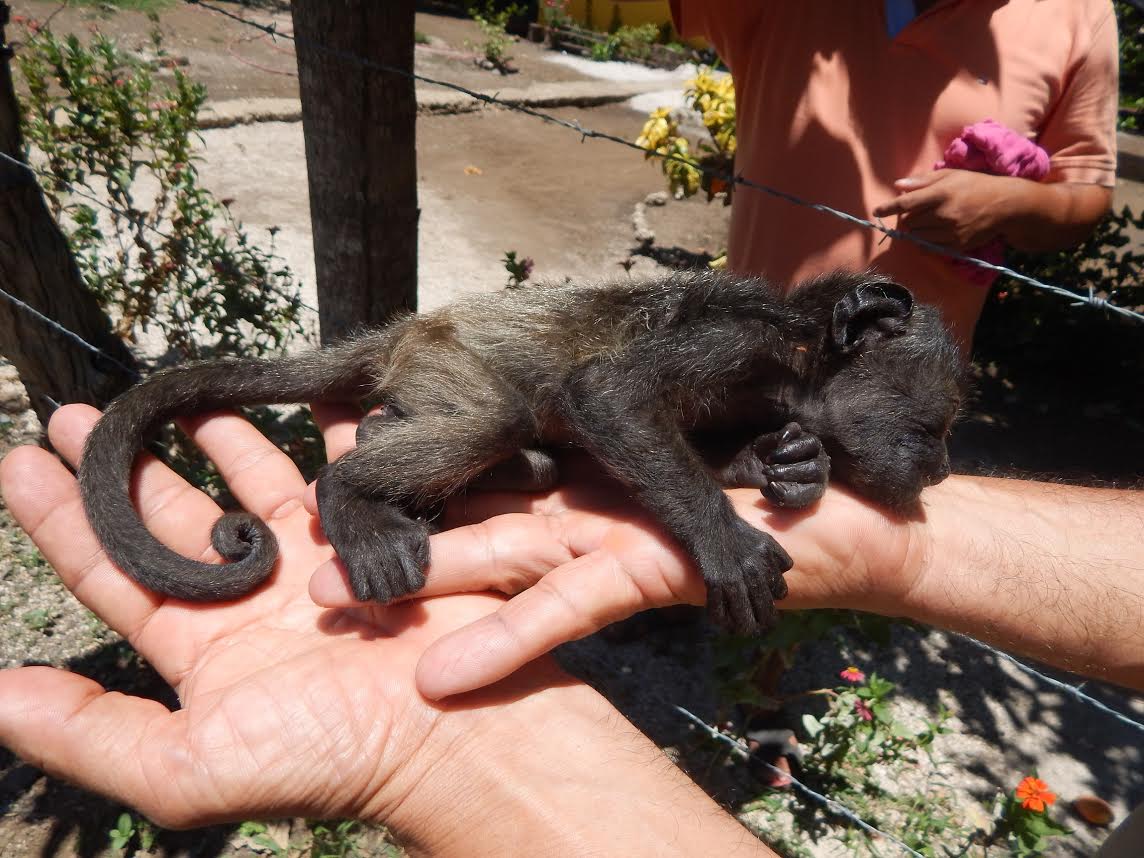 Cría de mono congo fue rescatada por un vecino en Puntarenas – La Nación