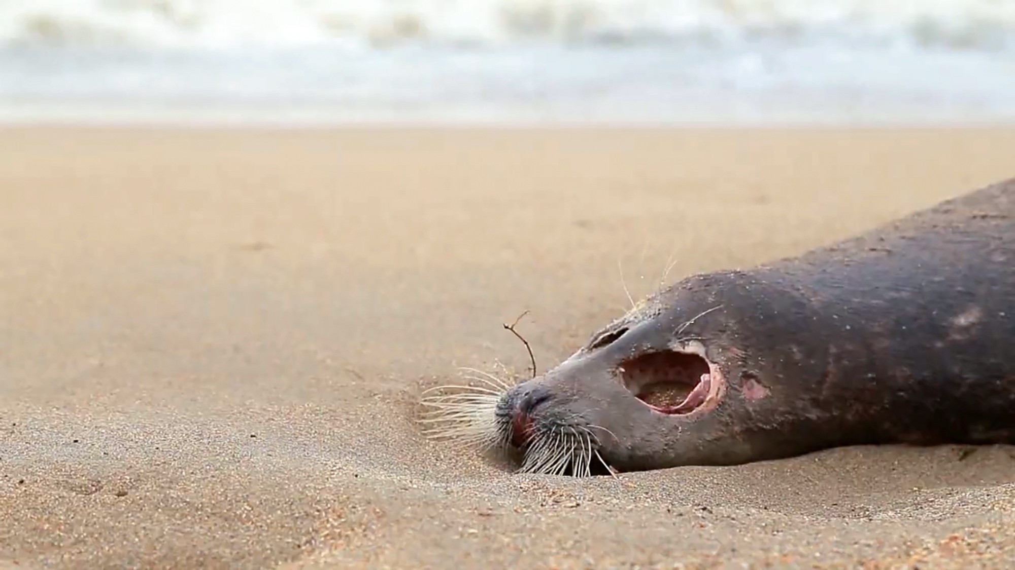 Al menos 272 focas de especie en riesgo aparecen muertas en el mar ...