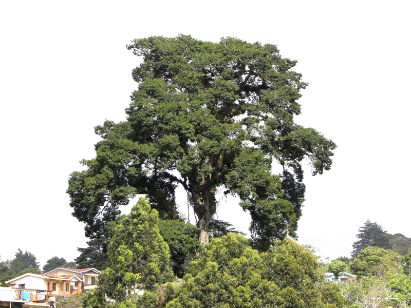 Árbol de tirrá es declarado excepcional | La Nación