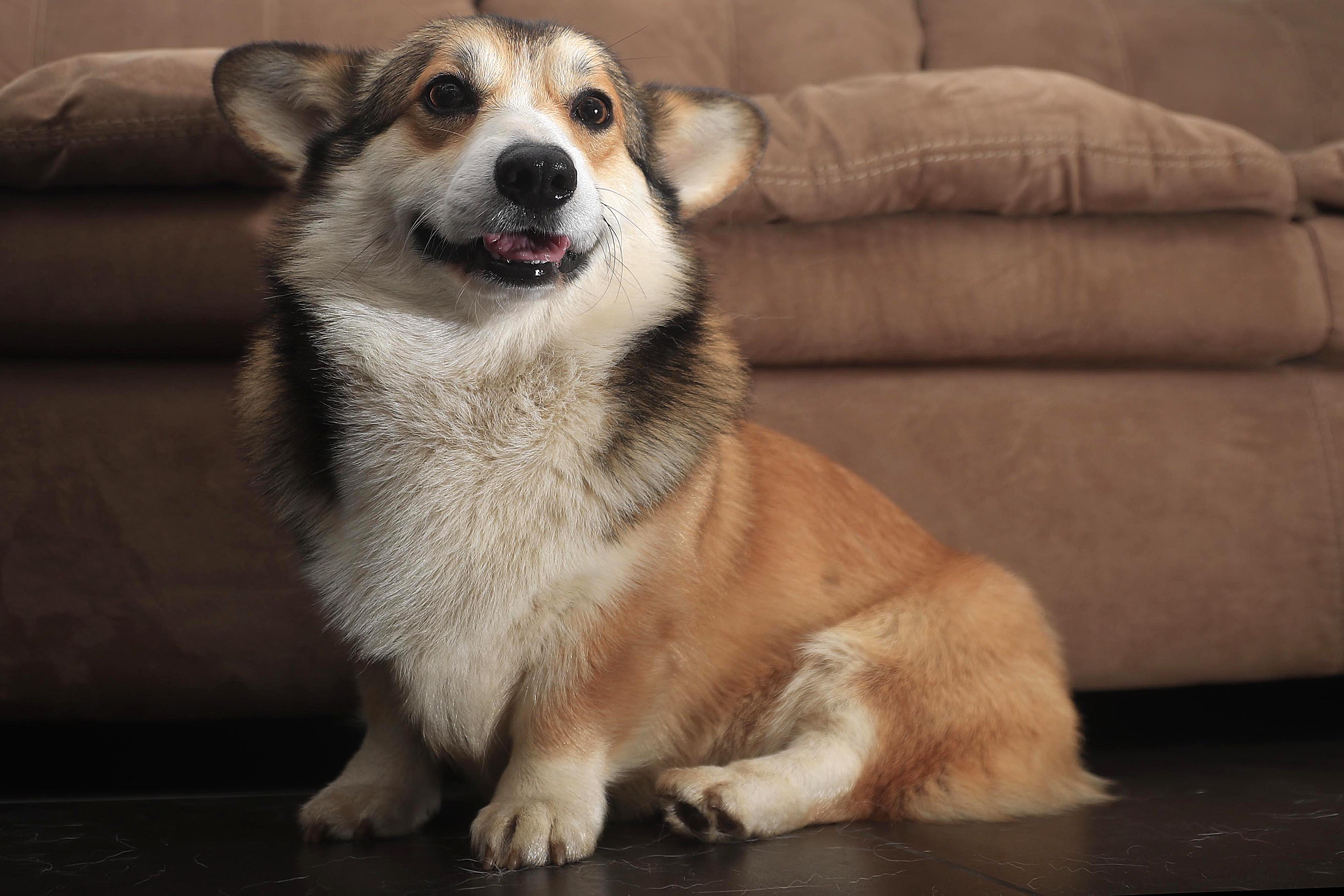 Los Corgis Son Buenos Primeros Perros