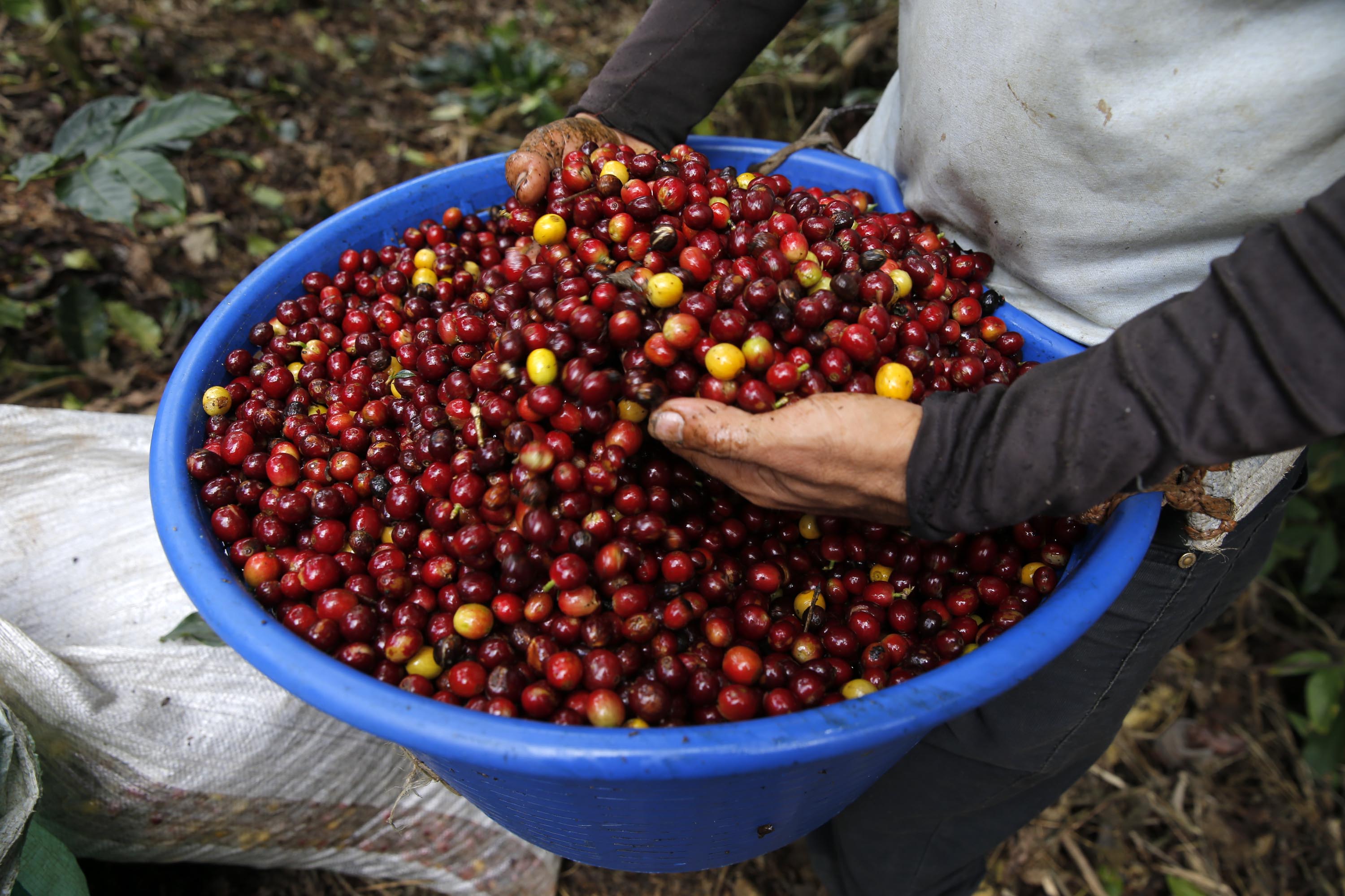 Café es el nuevo símbolo nacional de Costa Rica | La Nación