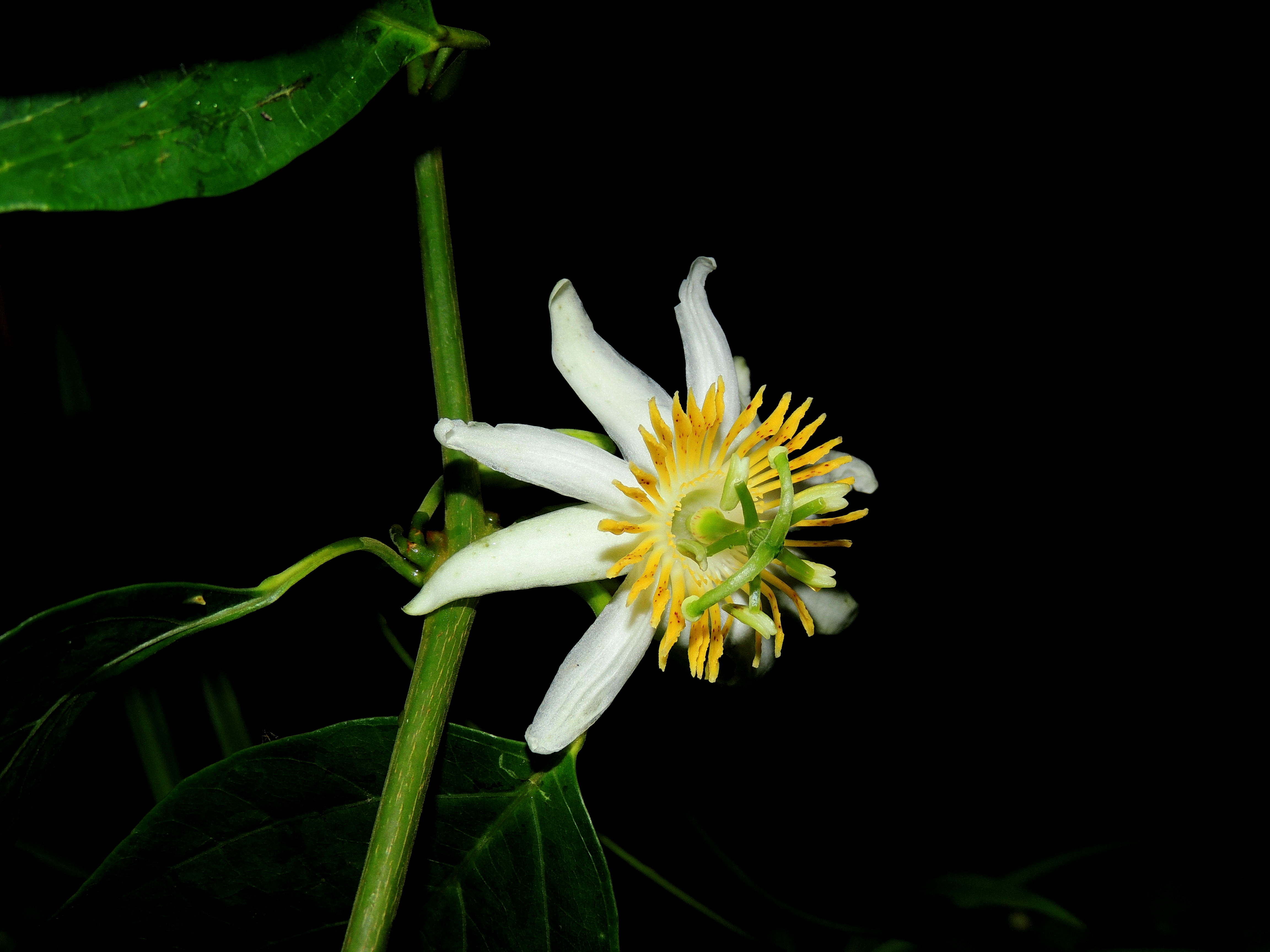 Puede Que Aparezca La Flor De La Pasión En Florida