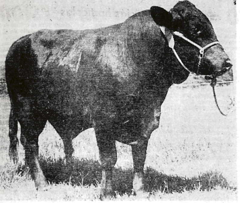 Hoy hace 50 años: Ganaderos anunciaron exhibición en San Isidro | La Nación