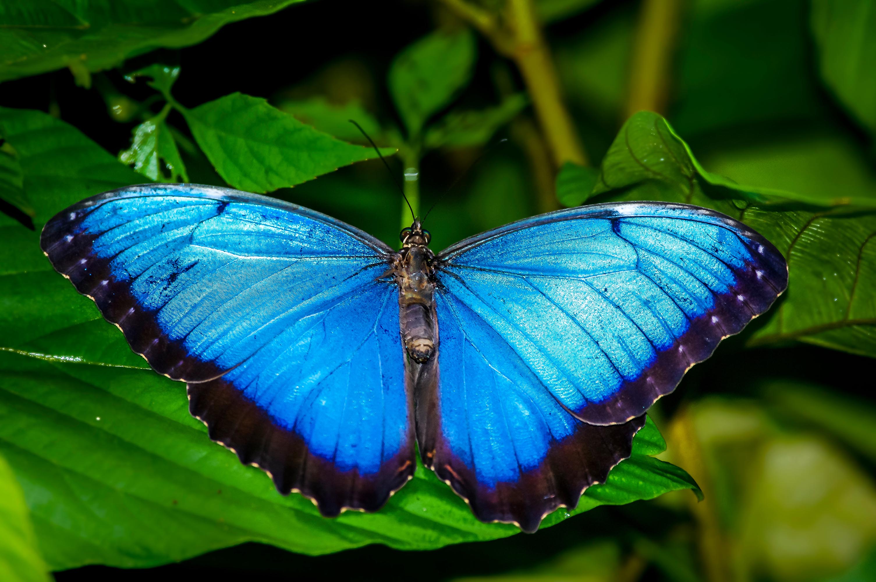 Mariposa morpho se convierte en nuevo símbolo nacional | La Nación