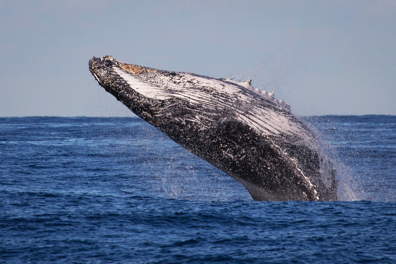 Guía práctica para el avistamiento de ballenas y otras atracciones de ...