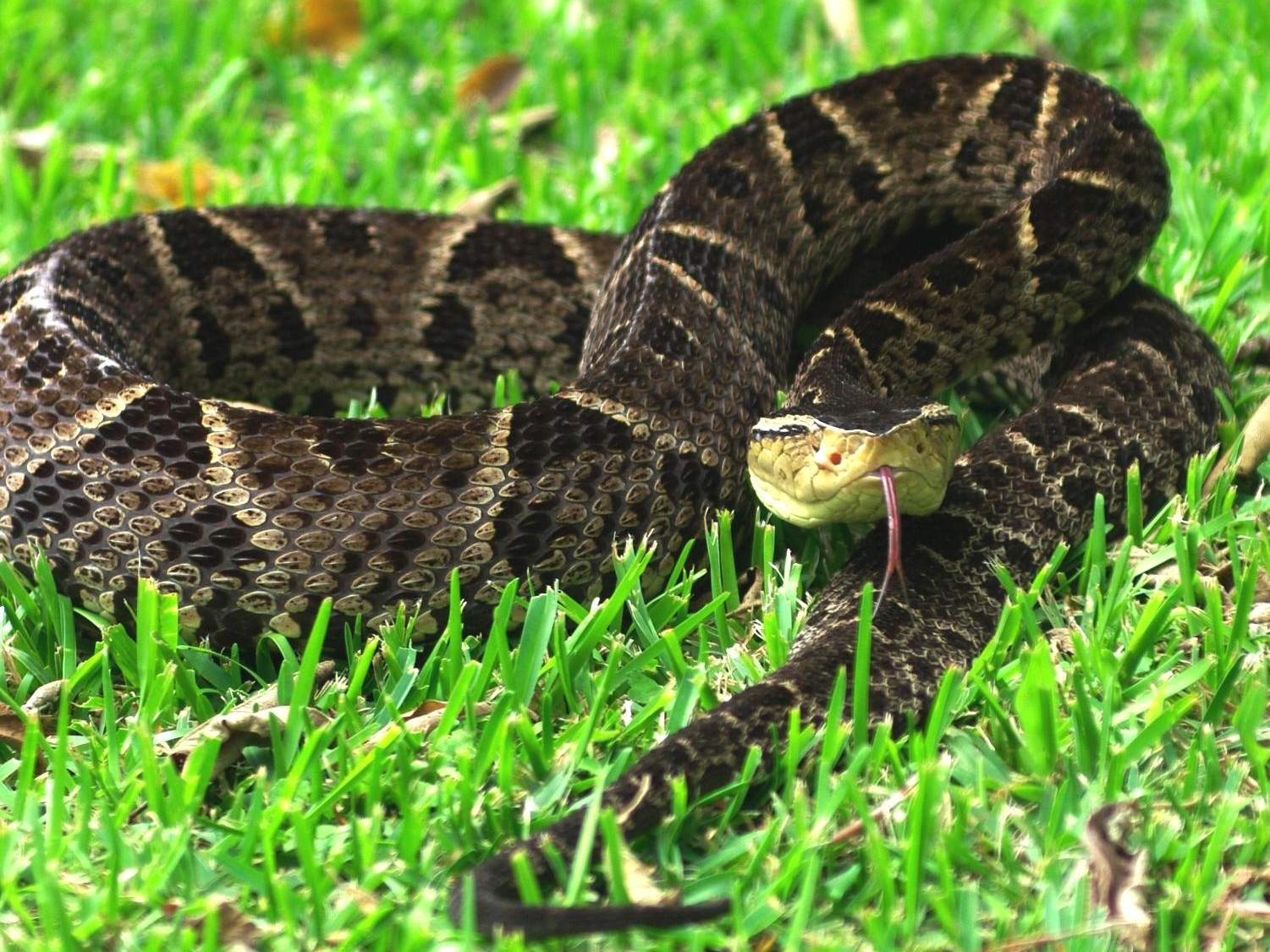Sancarleño de 40 años fue atacado por serpiente terciopelo mientras ...